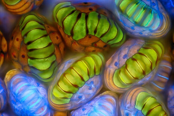 Stunning Close-Ups From the 2025 Nikon Small World Awards (50 PICS ...