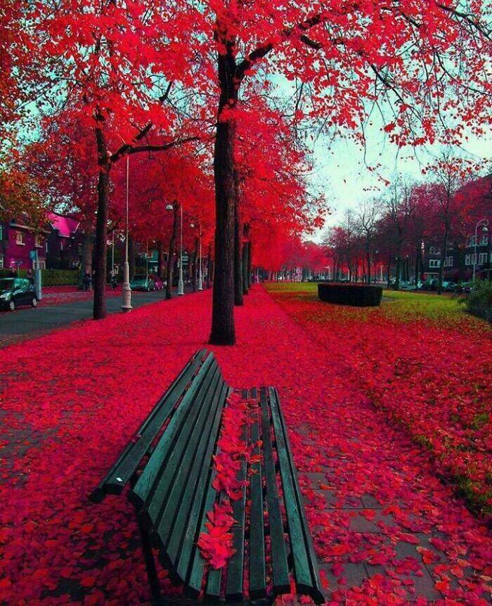 Breathtaking Fall Foliage From Every Corner of the Globe (50 PICS ...