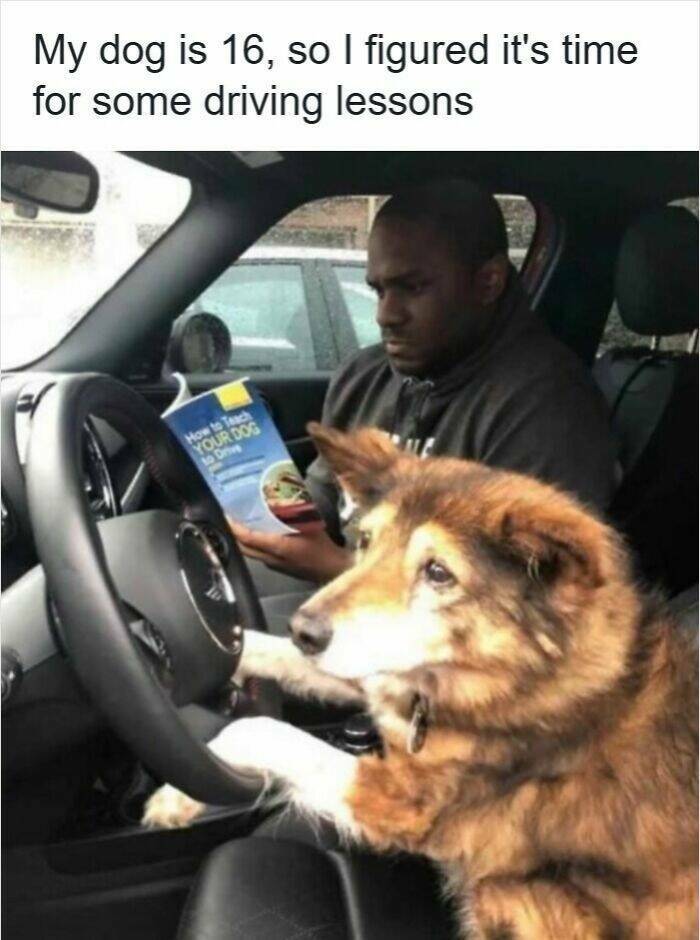 Funny Road Rage Memes for When You’re Stuck in Traffic Again (46 PICS ...