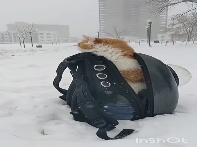 It's a Bit Cold! (VIDEO) - Izismile.com