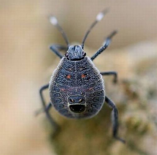 Animals and insects with human faces (10 pics) - Izismile.com