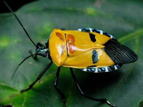 Animals and insects with human faces (10 pics) - Izismile.com