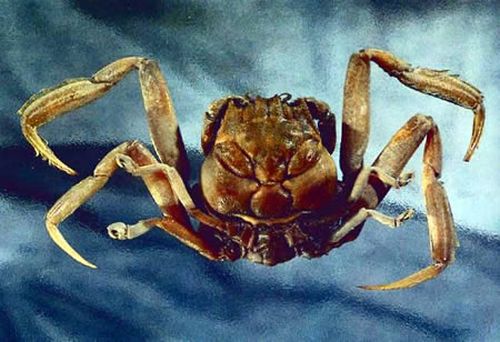 Animals and insects with human faces (10 pics) - Izismile.com