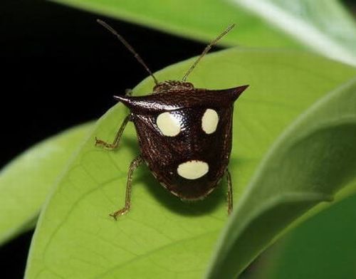 Animals and insects with human faces (10 pics) - Izismile.com