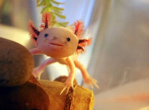 Animals and insects with human faces (10 pics) - Izismile.com