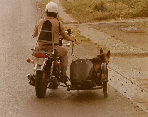 Biker dogs (20 pics) - Izismile.com