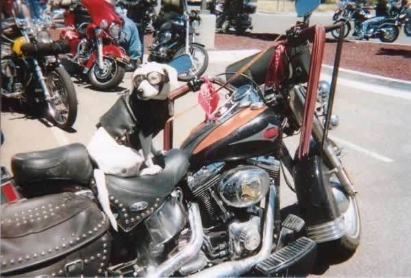Biker dogs (20 pics) - Izismile.com
