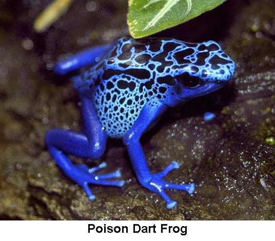 10 most poisonous animals in the world (10 pics) - Izismile.com