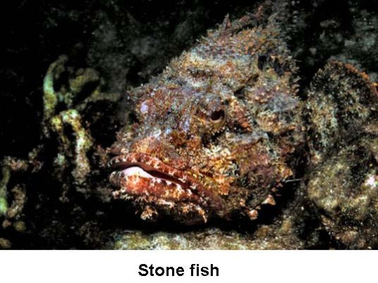 10 most poisonous animals in the world (10 pics) - Izismile.com
