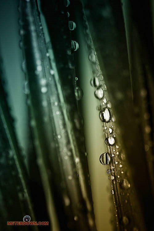 Great macro photography shots (20 pics) - Izismile.com