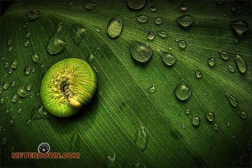 Great macro photography shots (20 pics) - Izismile.com