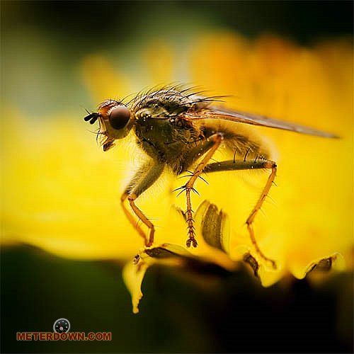 Great macro photography shots (20 pics) - Izismile.com