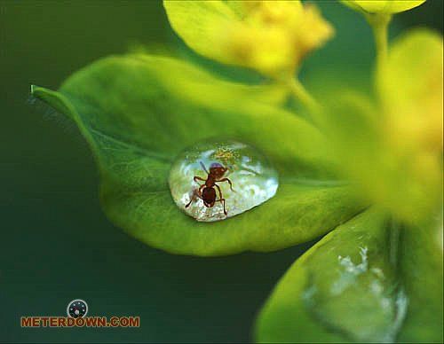 Great macro photography shots (20 pics) - Izismile.com