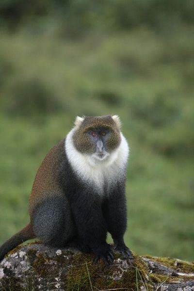 The most popular monkey haircuts for the summer (15 pics) - Izismile.com