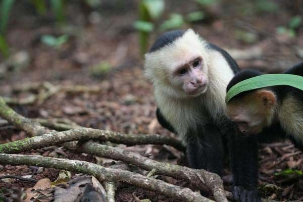 The most popular monkey haircuts for the summer (15 pics) - Izismile.com