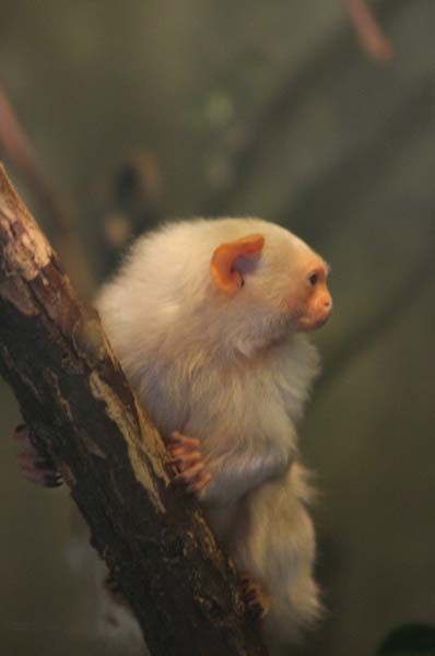 The most popular monkey haircuts for the summer (15 pics) - Izismile.com