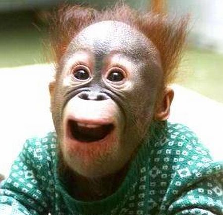 The most popular monkey haircuts for the summer (15 pics) - Izismile.com