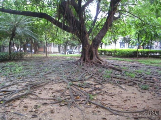 Huge tree roots (11 pics) - Izismile.com