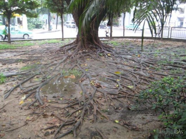 Huge tree roots (11 pics) - Izismile.com