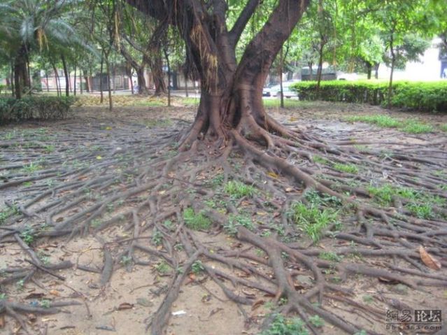 Huge tree roots (11 pics) - Izismile.com