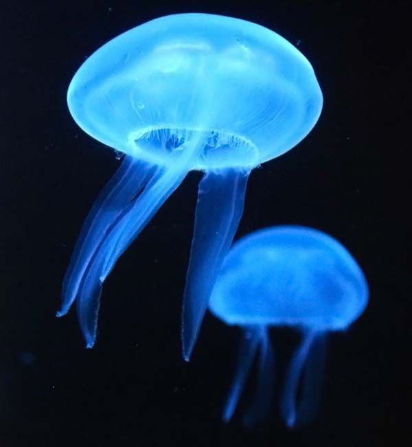 Jellyfish (15 pics) - Izismile.com
