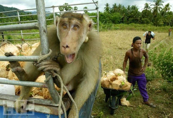 Monkeys are really funny and very expressive (26 pics) - Izismile.com