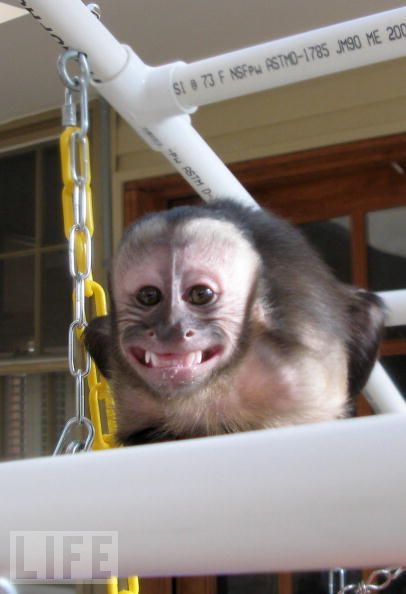 Monkeys are really funny and very expressive (26 pics) - Izismile.com