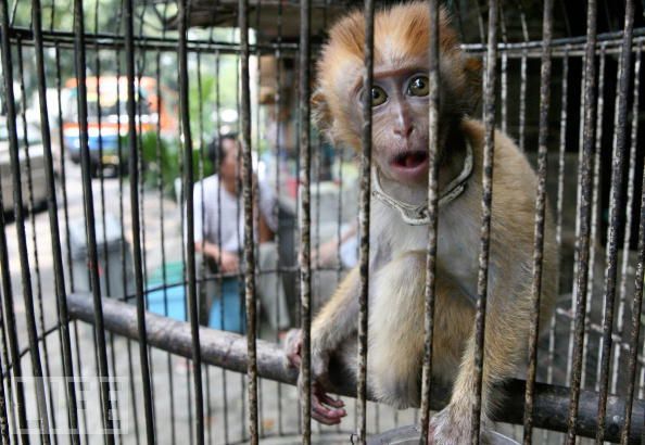 Monkeys are really funny and very expressive (26 pics) - Izismile.com