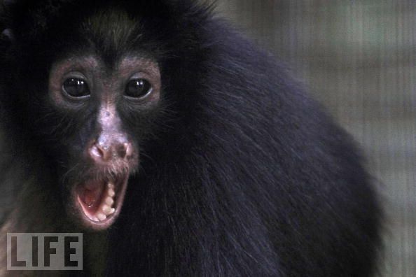 Monkeys are really funny and very expressive (26 pics) - Izismile.com