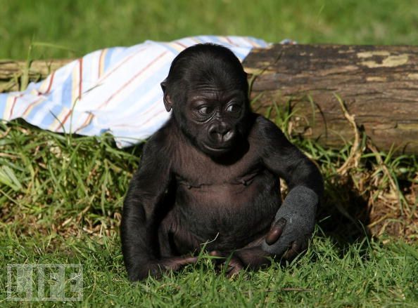 Monkeys are really funny and very expressive (26 pics) - Izismile.com