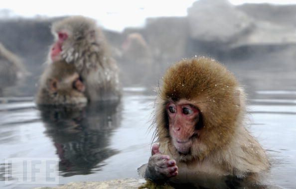 Monkeys are really funny and very expressive (26 pics) - Izismile.com