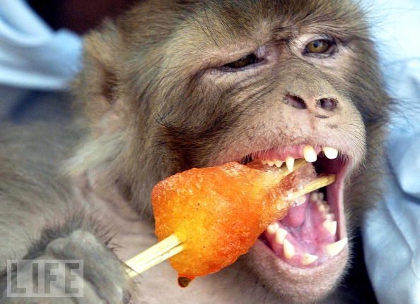 Monkeys are really funny and very expressive (26 pics) - Izismile.com