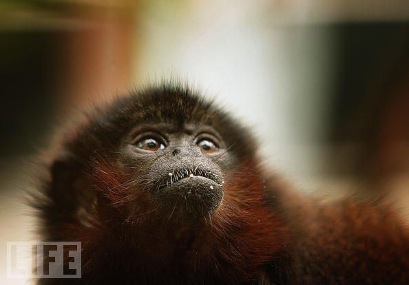 Monkeys are really funny and very expressive (26 pics) - Izismile.com
