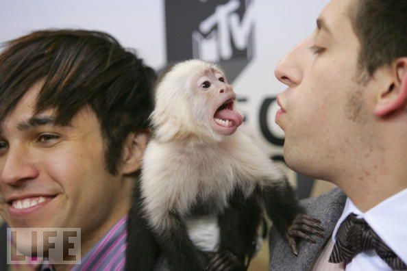 Monkeys are really funny and very expressive (26 pics) - Izismile.com