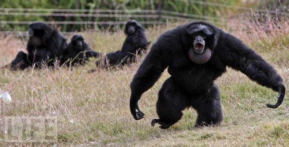 Monkeys are really funny and very expressive (26 pics) - Izismile.com