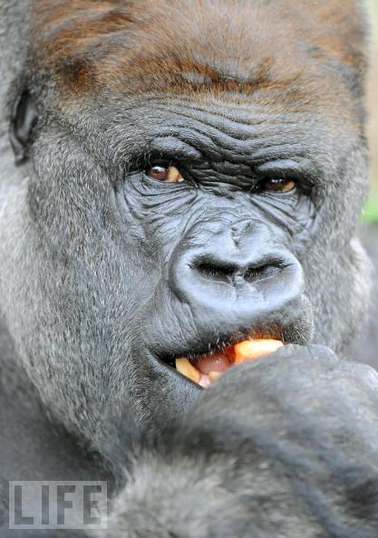 Monkeys are really funny and very expressive (26 pics) - Izismile.com