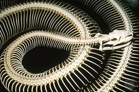 Snake skeletons compilation (15 pics) - Izismile.com
