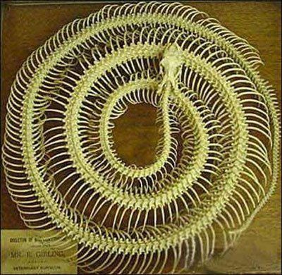 Snake skeletons compilation (15 pics) - Izismile.com