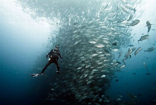 Beautiful things to see underwater (17 pics) - Izismile.com