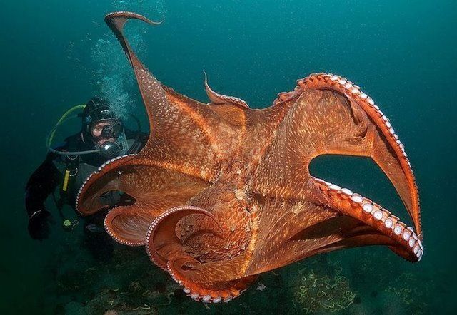 Beautiful things to see underwater (17 pics) - Izismile.com