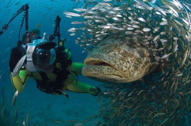 Beautiful things to see underwater (17 pics) - Izismile.com