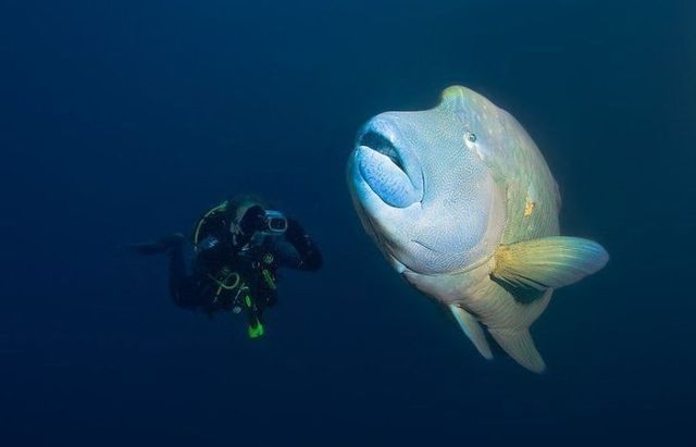 Beautiful things to see underwater (17 pics) - Izismile.com