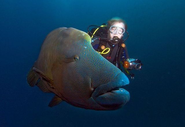 Beautiful things to see underwater (17 pics) - Izismile.com