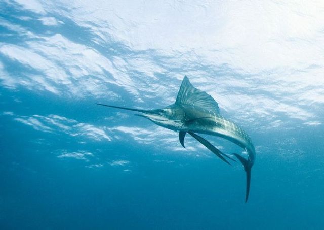 Beautiful things to see underwater (17 pics) - Izismile.com