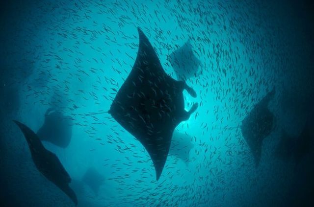 Manta ray or devilfish – a beautiful and harmless fish (11 pics) - Izismile.com