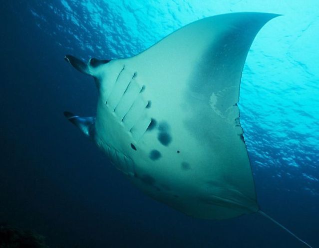 Manta ray or devilfish – a beautiful and harmless fish (11 pics ...