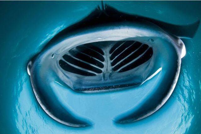 Manta ray or devilfish – a beautiful and harmless fish (11 pics ...
