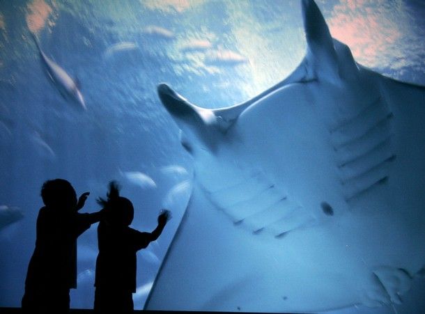 Manta ray or devilfish – a beautiful and harmless fish (11 pics ...