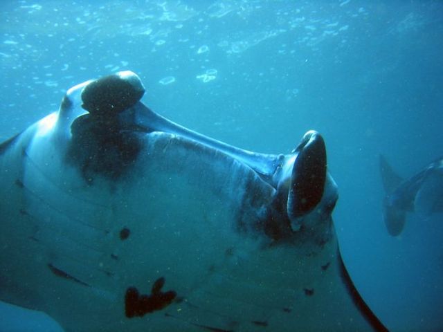 Manta ray or devilfish – a beautiful and harmless fish (11 pics ...