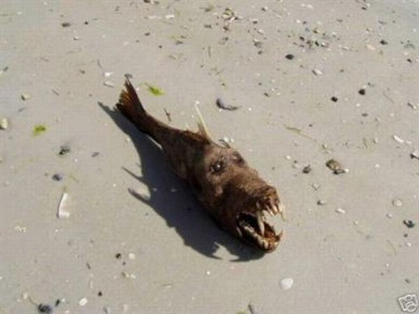 Freaky devil fish (5 pics) - Izismile.com